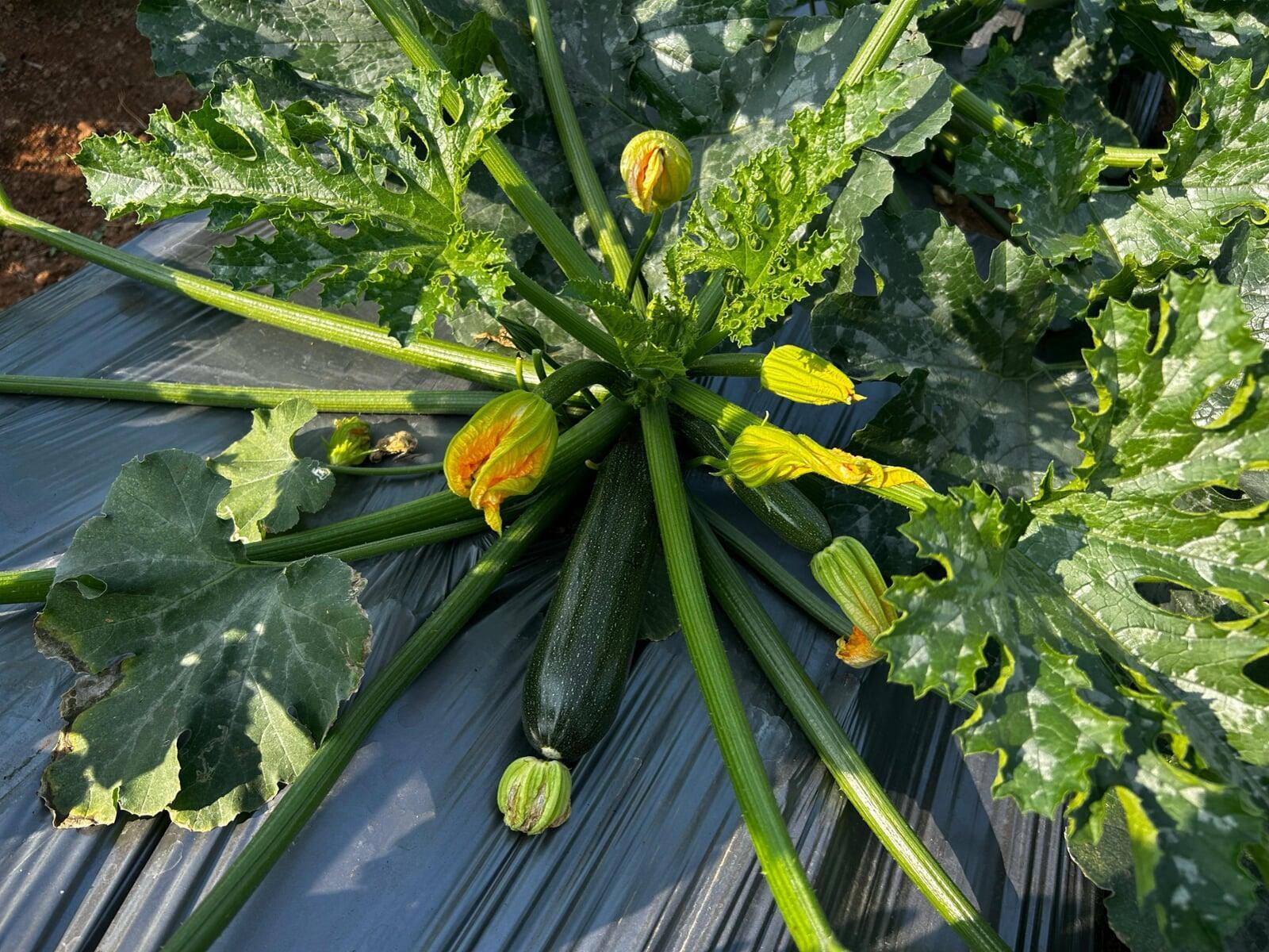 Hybrid Zucchini Farming in India — Complete Guide for Farmers | Thrive ...