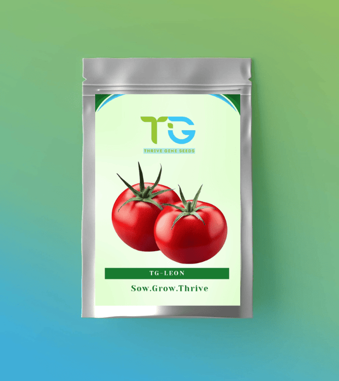 Hybrid Tomato TG-Leon ! High Yielding Tomato