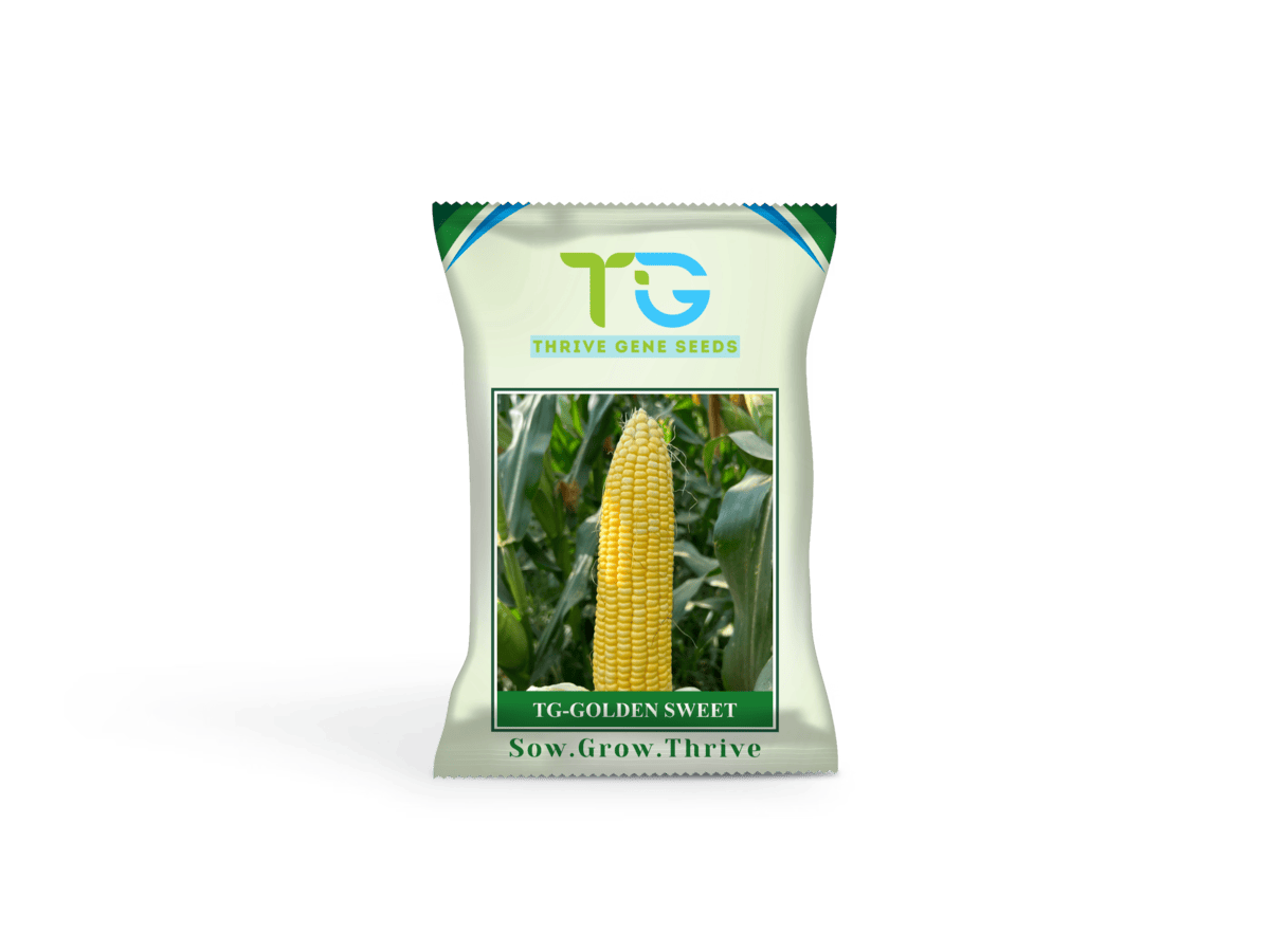 TG-Golden Sweet Hybrid Sweet Corn Seeds – Thrive Gene Seeds (TG Seeds)